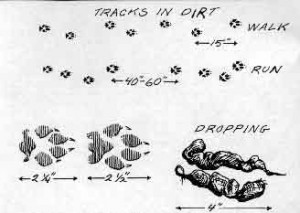 Coyote | Cape Cod Wildlife Calling Guide Service