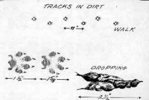 Gray Fox | Cape Cod Wildlife Calling Guide Service