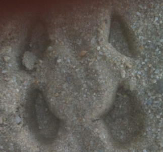 Track Identification for a Reader (Running Deer) | Cape Cod Wildlife ...