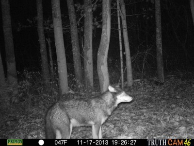 Cape Cod Coyotes vs. Wolves: What do we have here? | Cape Cod Wildlife ...